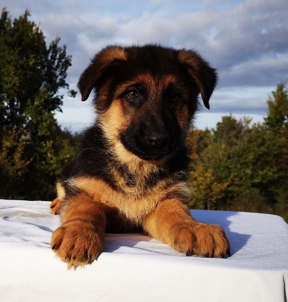 Chiots Vendre Elevage Du Val D esquein Eleveur De Chiens Berger
